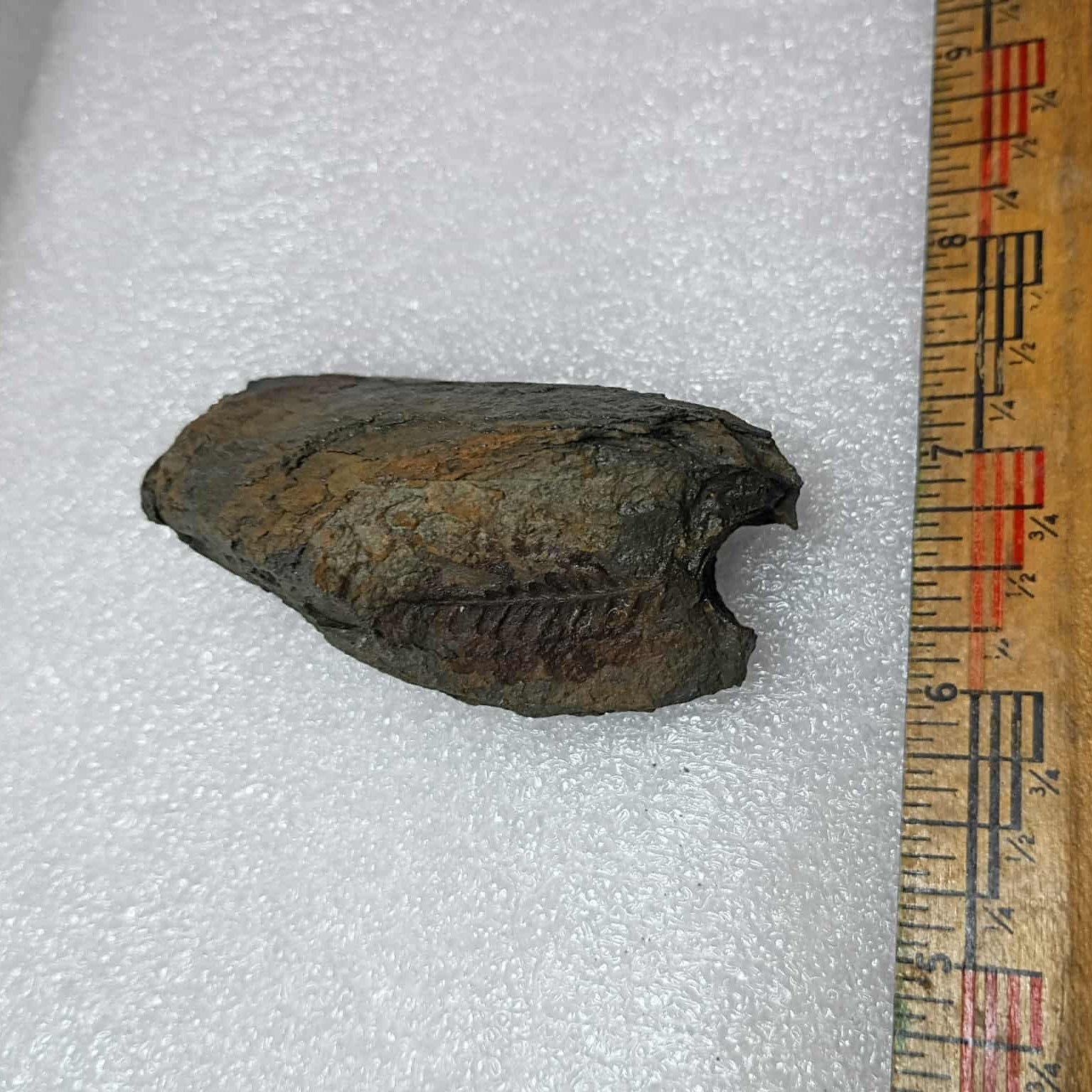Mazon Creek Fern and Stick Fossils #9-039 – Stemcell Science Shop