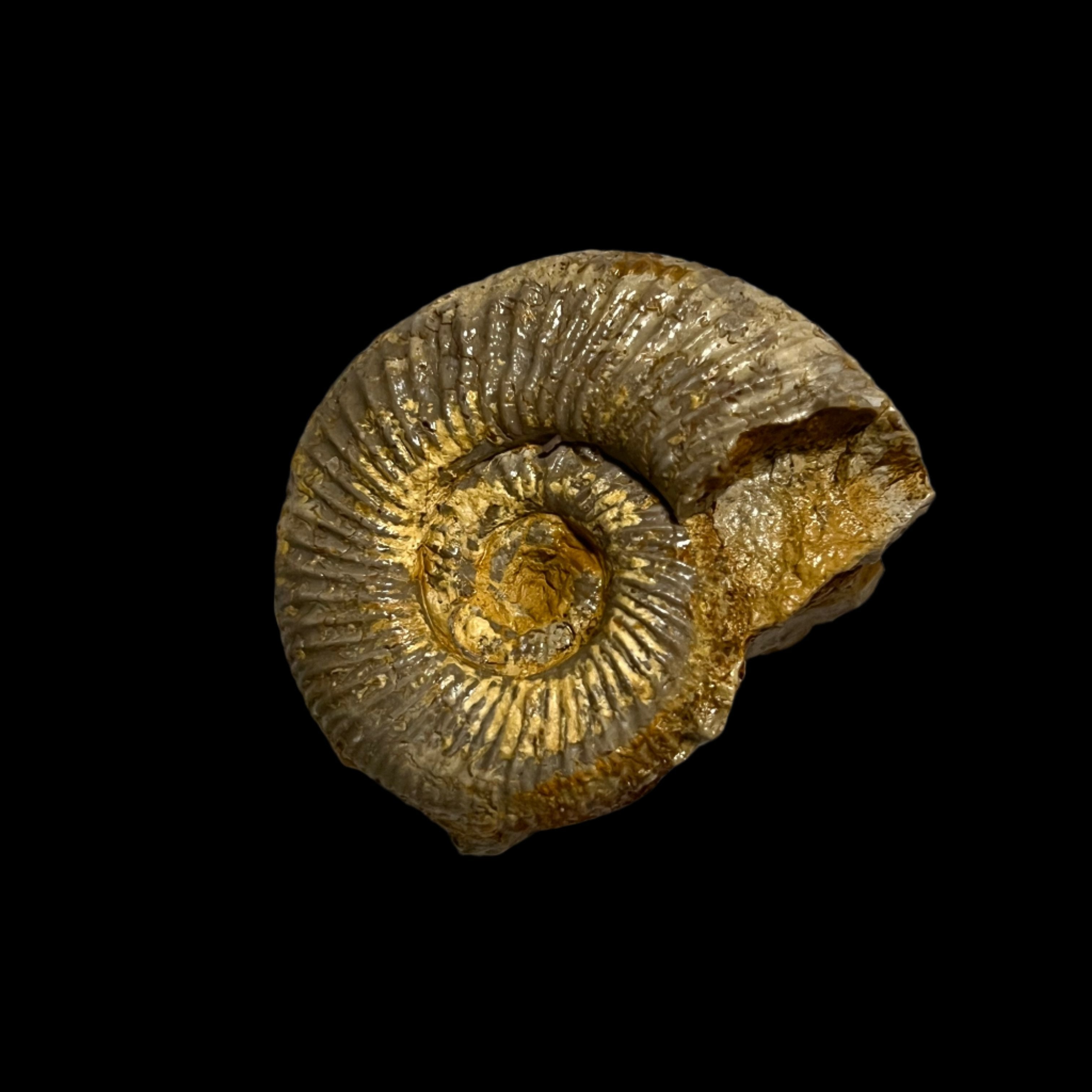 Perisphinctes sp ammonite (small) – Stemcell Science Shop