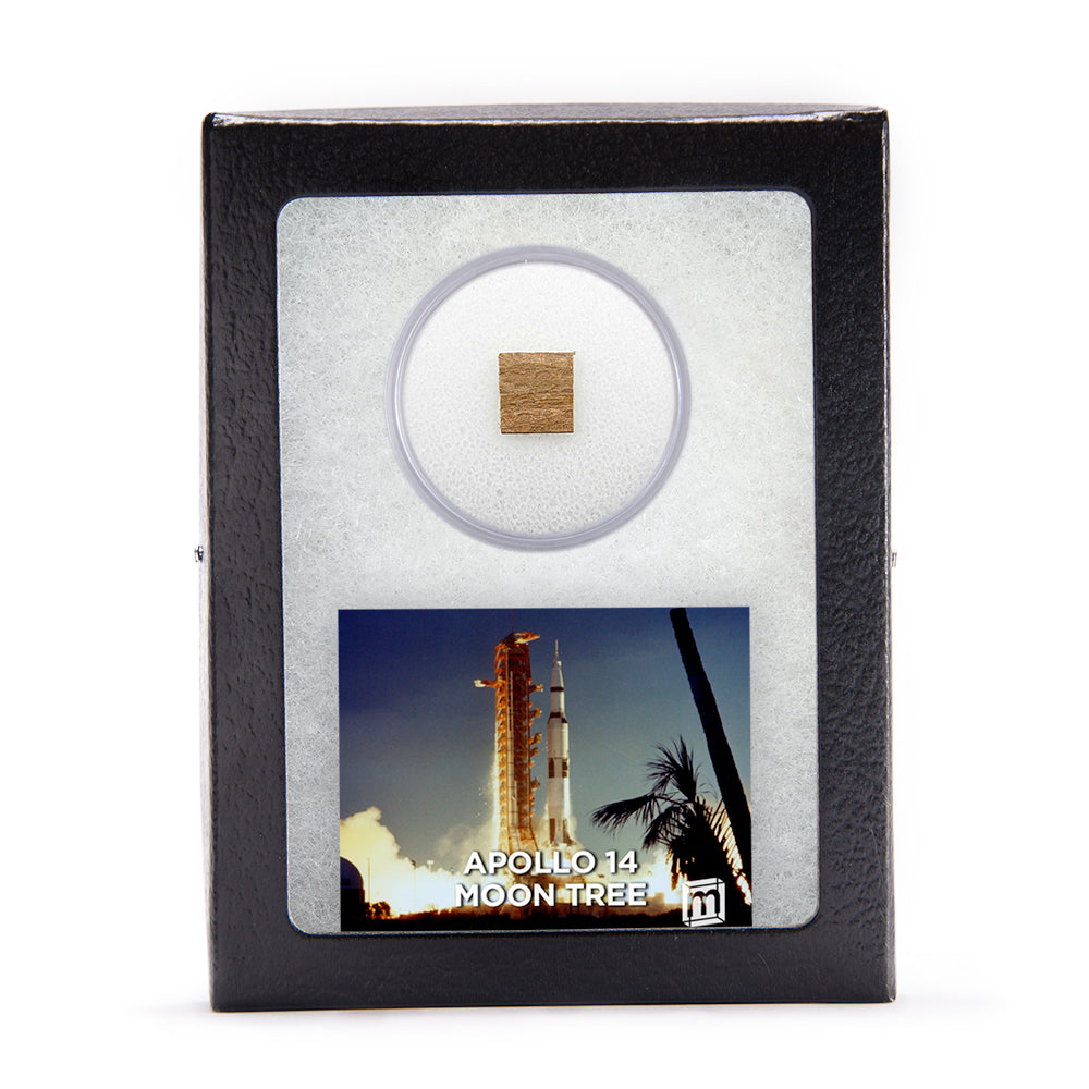 Apollo 14 Moon Tree – Stemcell Science Shop
