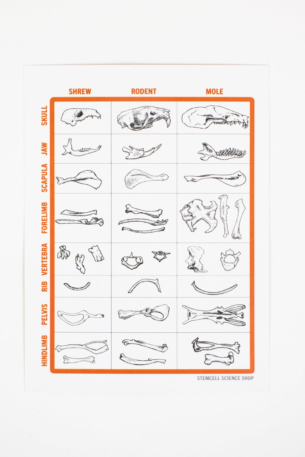 Owl Pellet Dissection Kit - Stemcell Science Shop