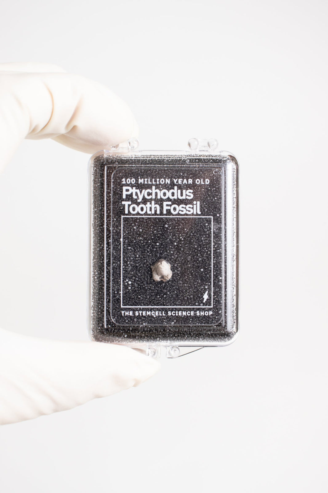 Fossils - Stemcell Science Shop