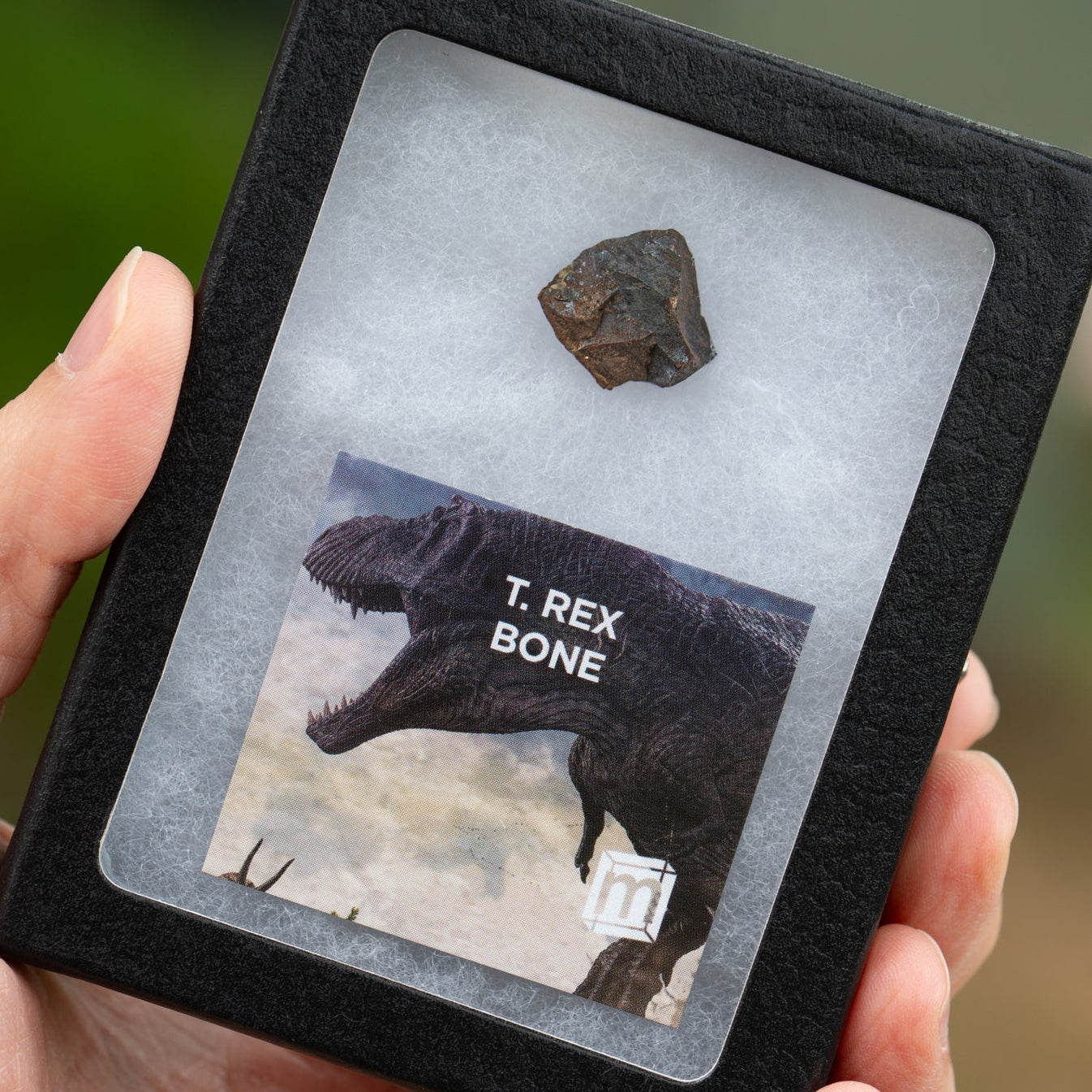 Tyrannosaurus Rex Bone – Stemcell Science Shop