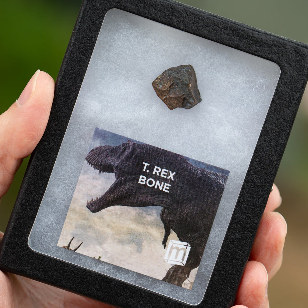 Tyrannosaurus Rex Bone – Stemcell Science Shop