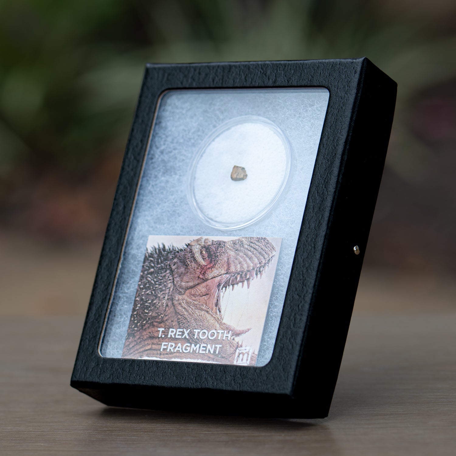 Tyrannosaurus Rex Tooth Fragment – Stemcell Science Shop