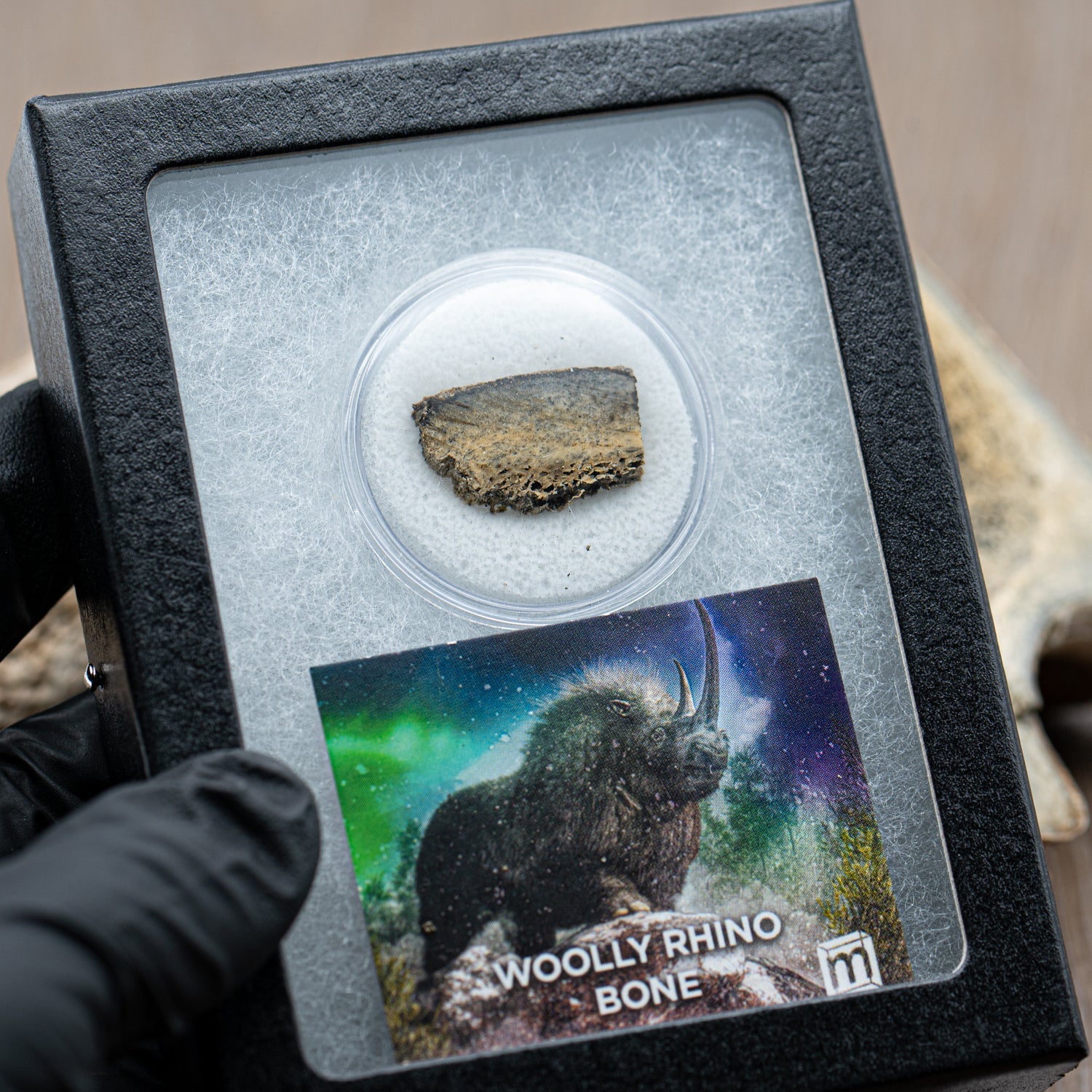 Woolly Rhinoceros Bone – Stemcell Science Shop